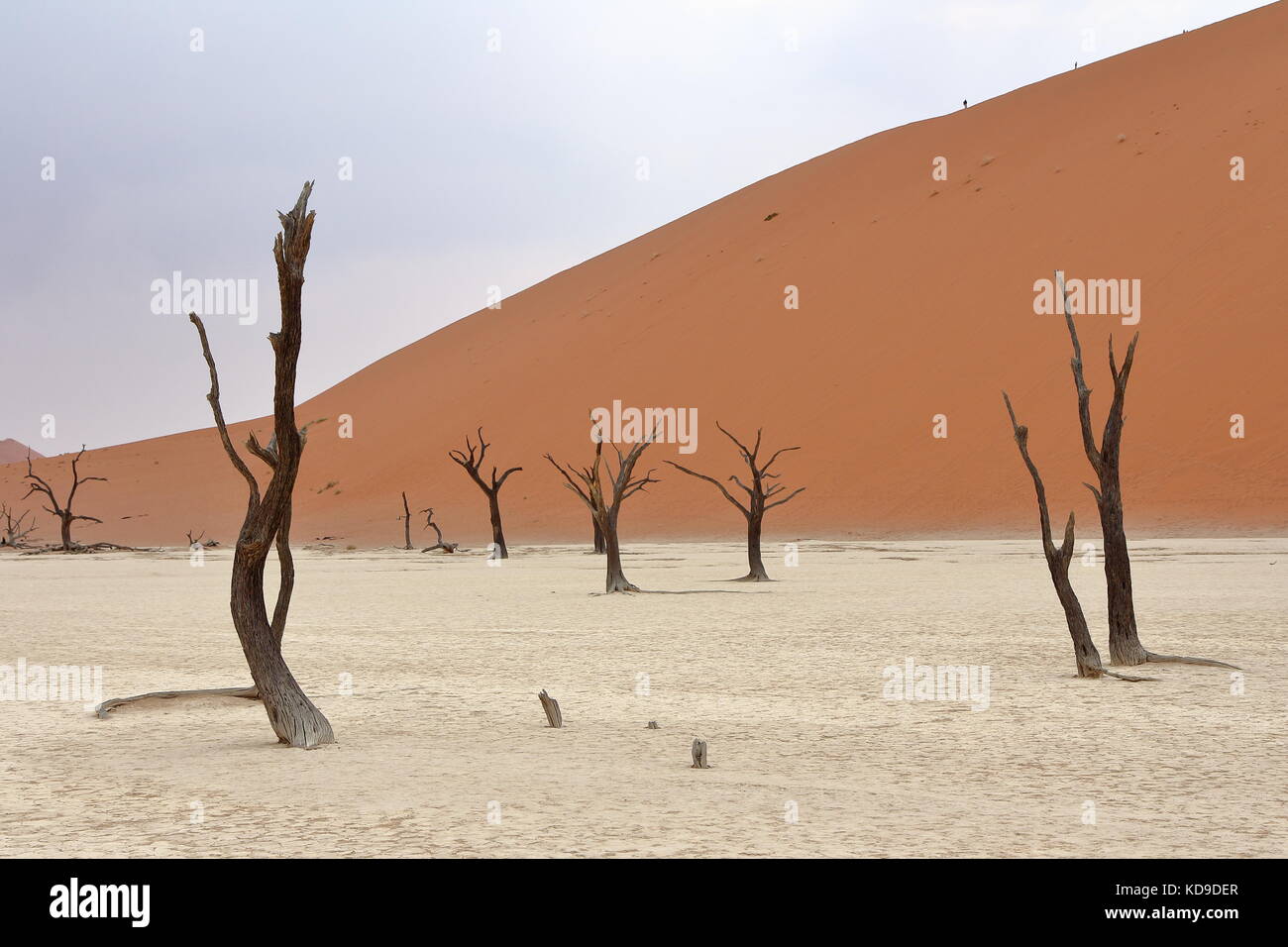 Sossusvlei: dead acacia trees in the Namib Desert, Namibia Stock Photo ...