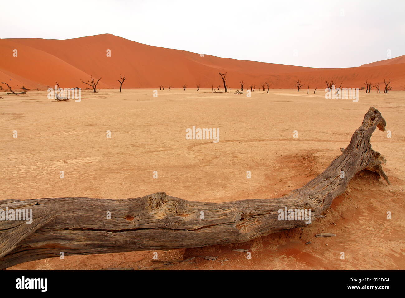 Sossusvlei: dead acacia trees in the Namib Desert, Namibia Stock Photo ...