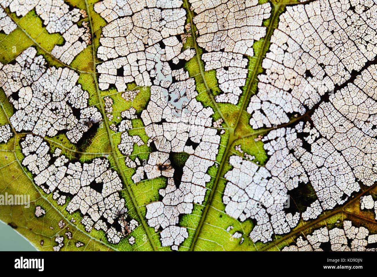 Aspen Leaf Veins Stock Photos & Aspen Leaf Veins Stock Images - Alamy