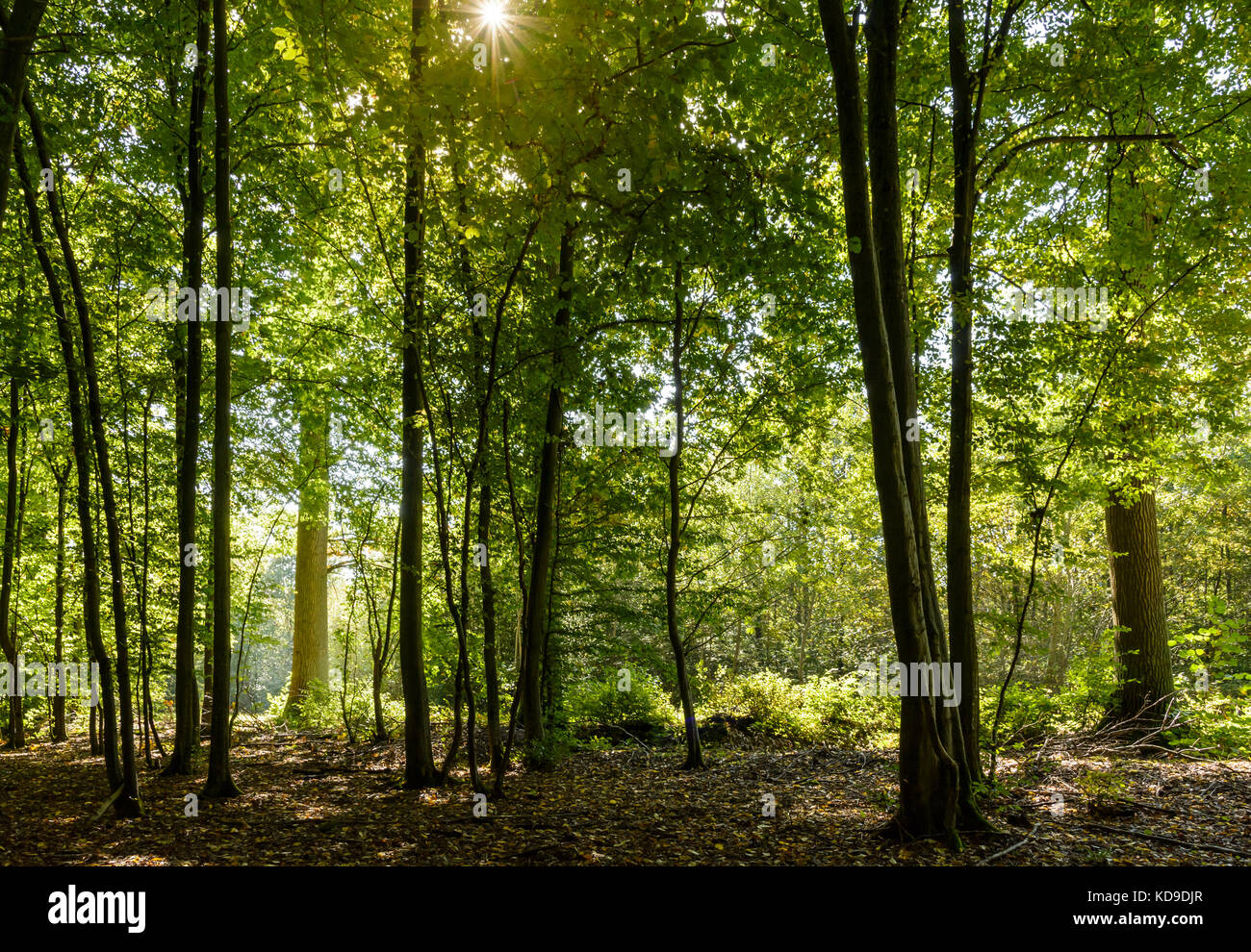 A bright sunny backlight is illuminating the majestic trunk of an oak ...