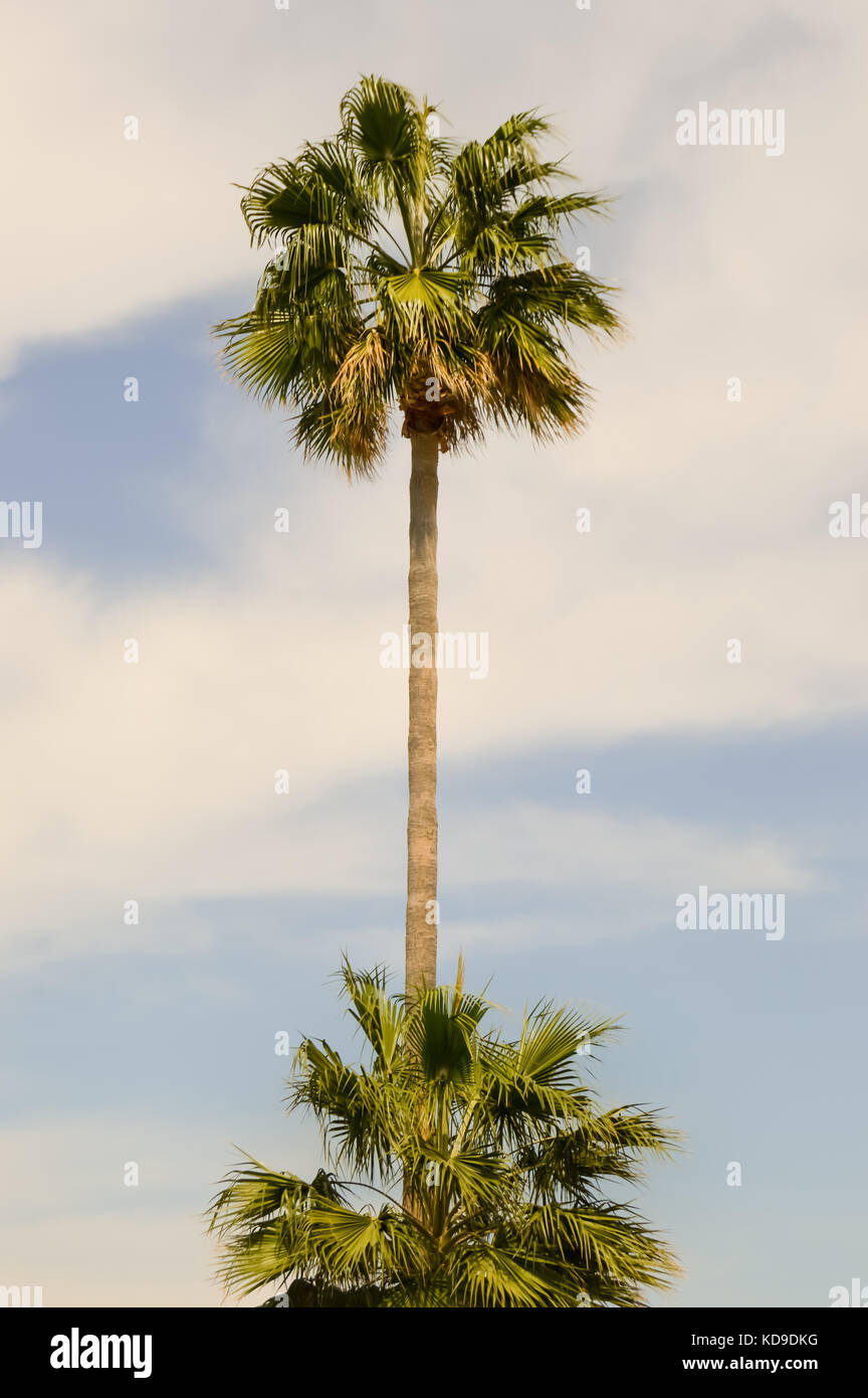 Isolated palm tree in a garden of the island of Crete Stock Photo - Alamy