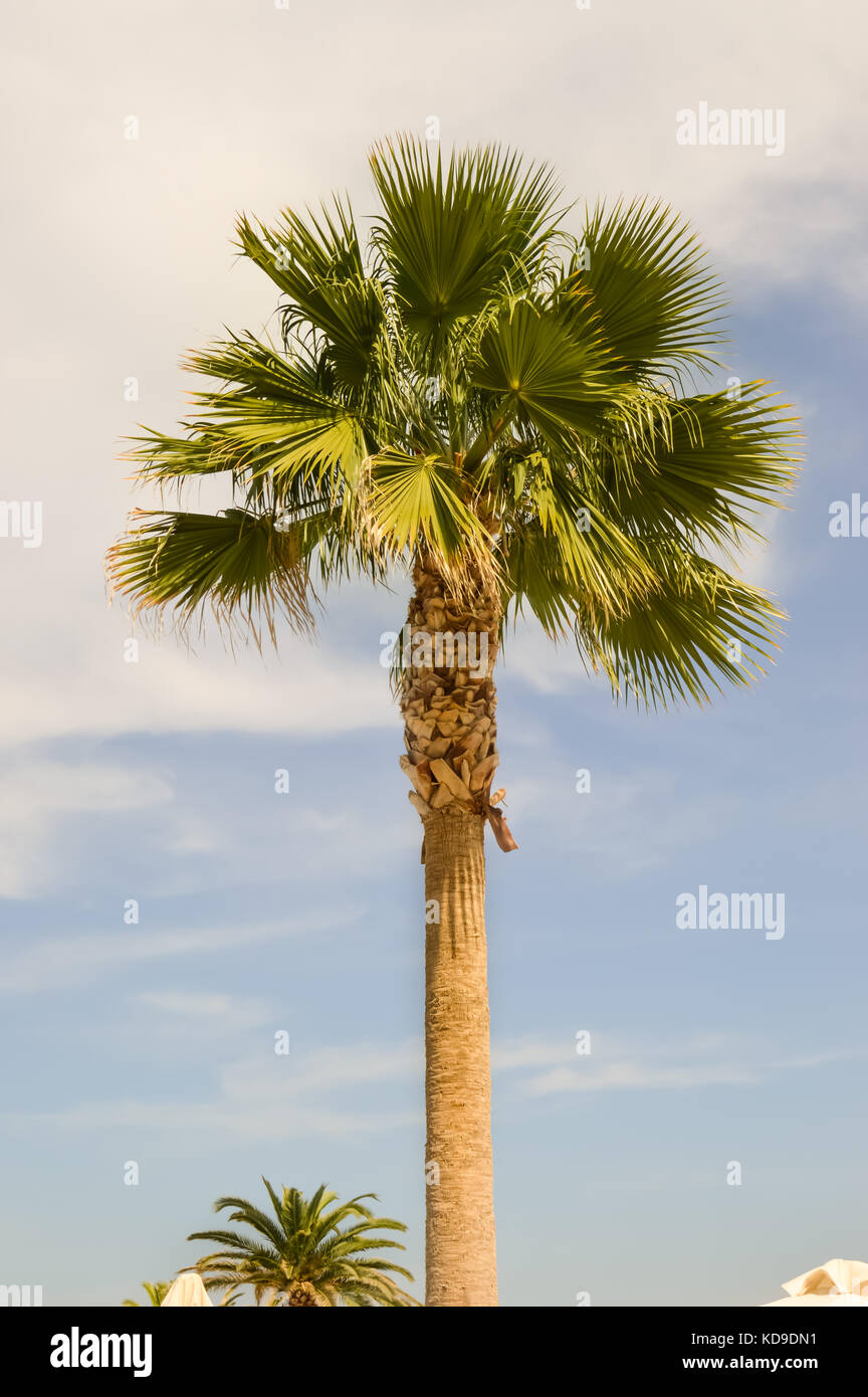 Isolated palm tree in a garden of the island of Crete Stock Photo - Alamy
