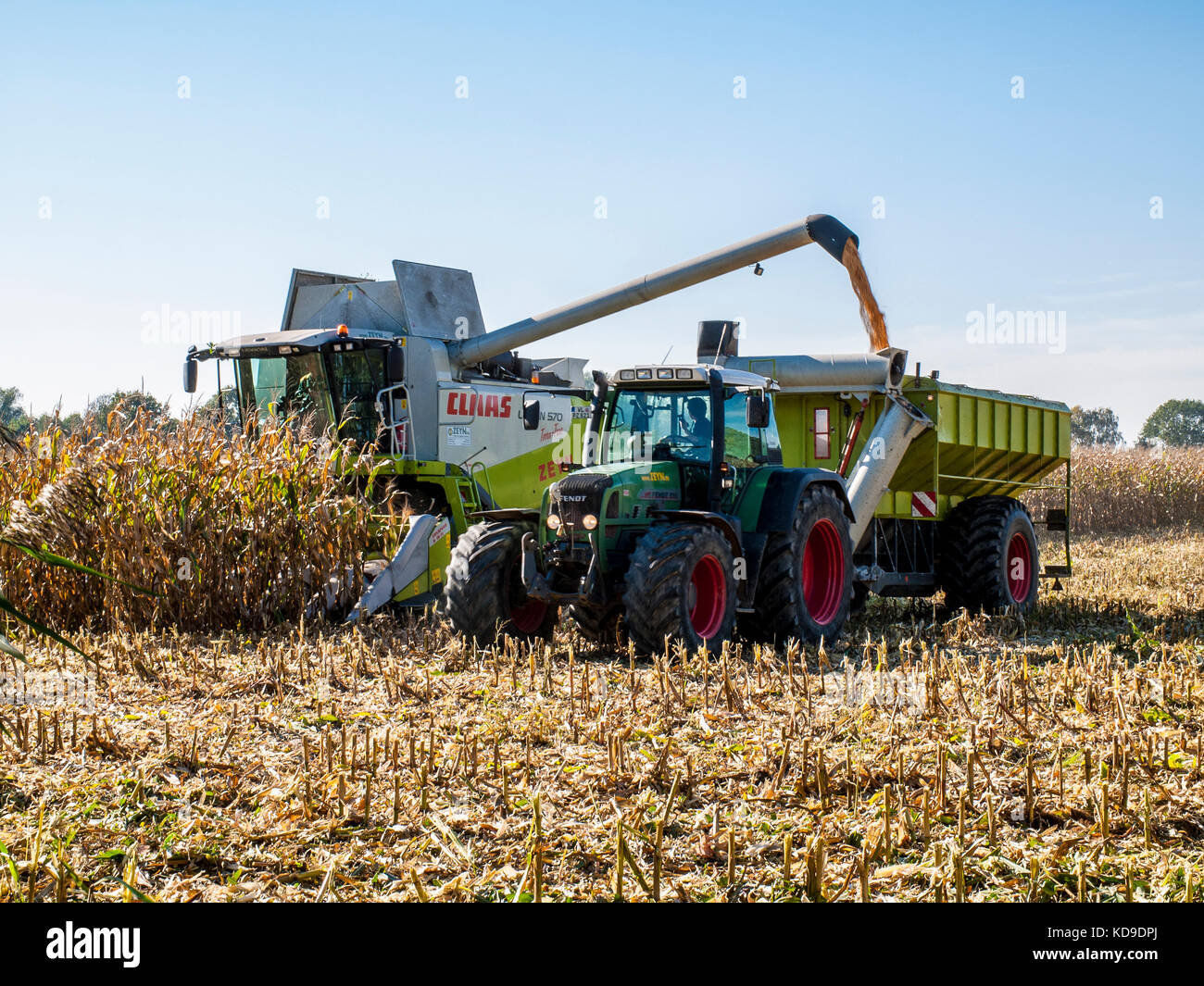 Combined harvester filling corn into a trailer on a corn field near ...