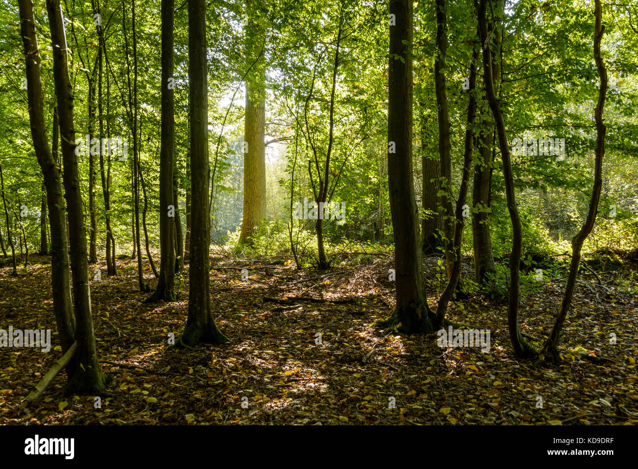 A bright sunny backlight is illuminating the majestic trunk of an oak ...