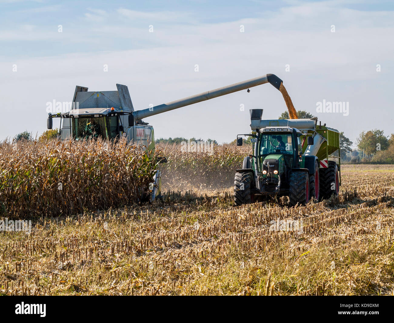 Combined harvester filling corn into a trailer on a corn field near ...