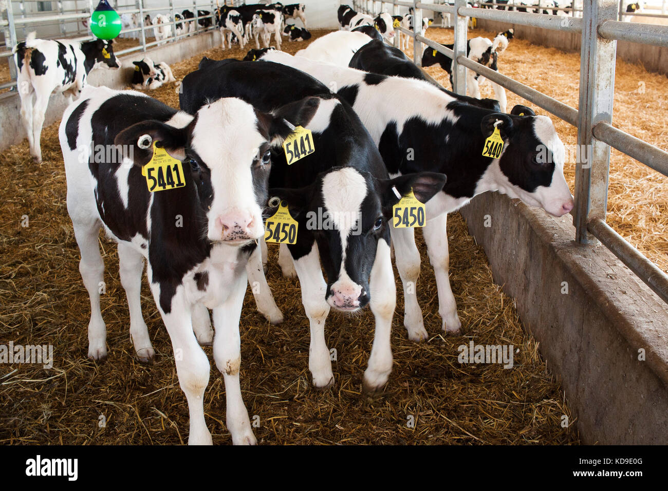 A modern calf barn on a large dairy farm houses health Holstein Stock ...