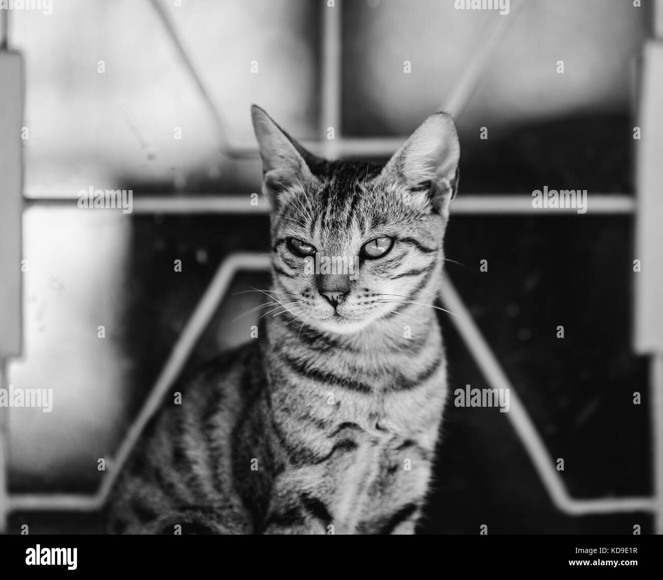 Black cat in home Black and White Stock Photos & Images - Alamy
