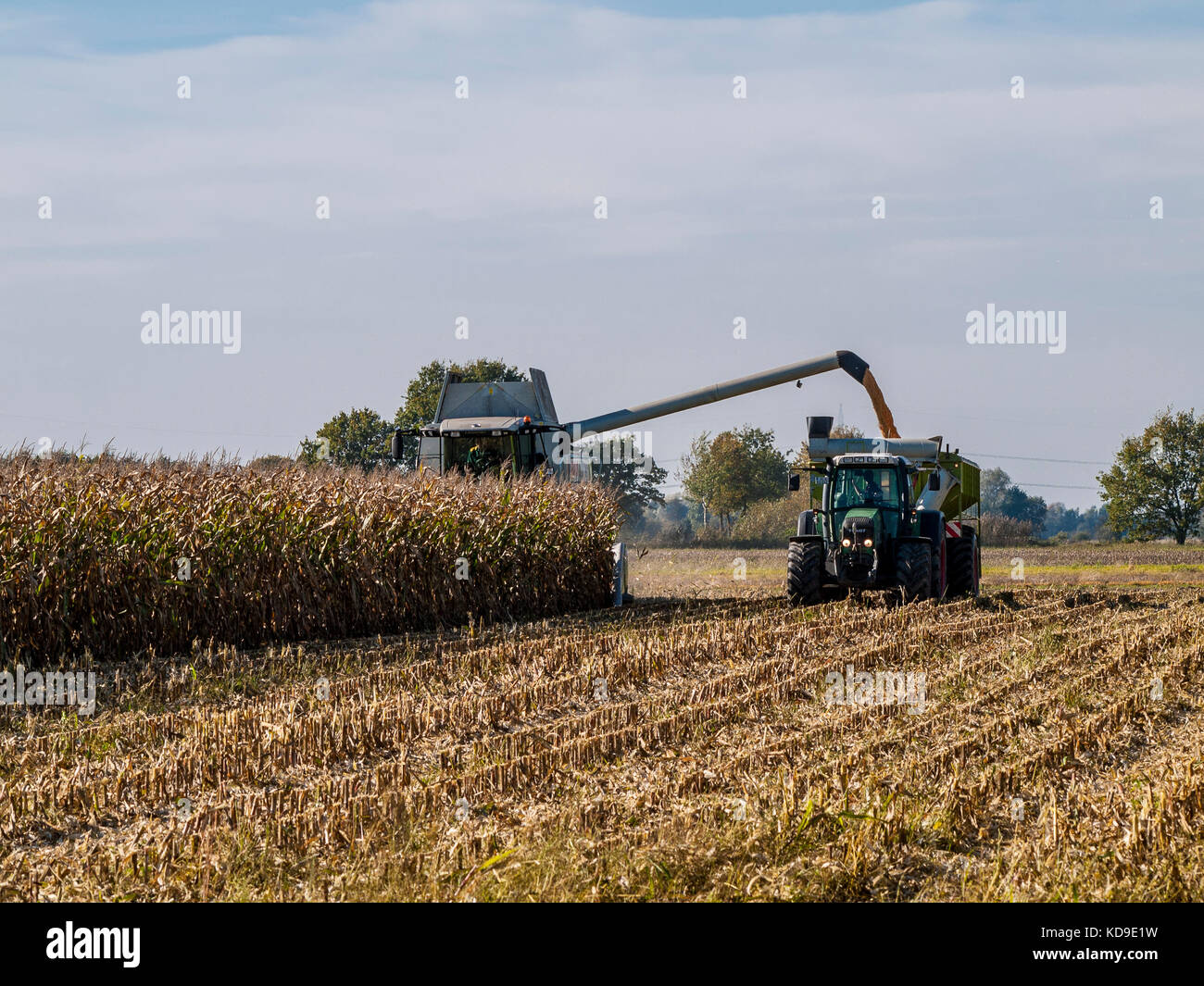 Combined harvester filling corn into a trailer on a corn field near ...