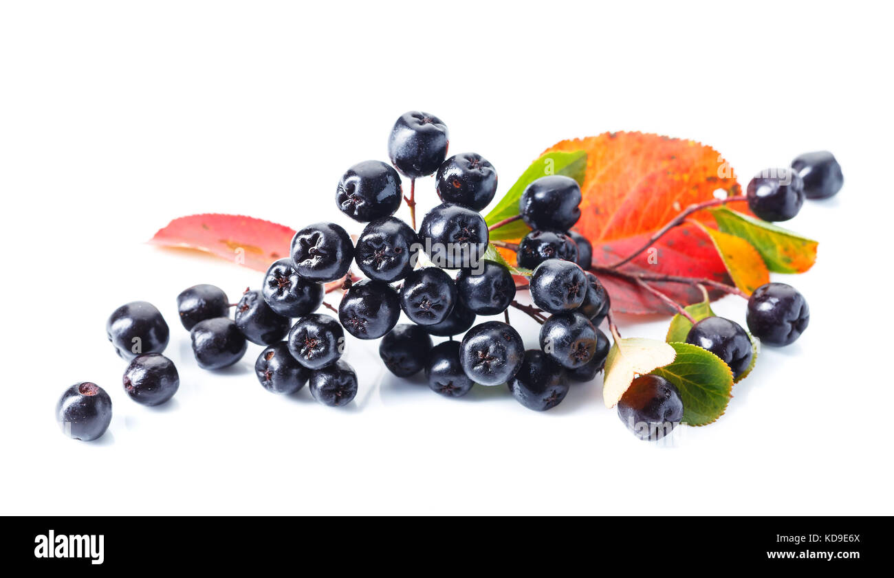 Black chokeberry (aronia melanocarpa) with autumn leaves isolated on ...