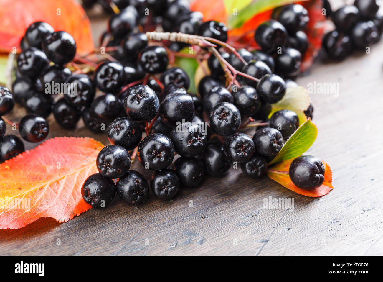 Black chokeberry (aronia melanocarpa) with autumn leaves on wooden ...