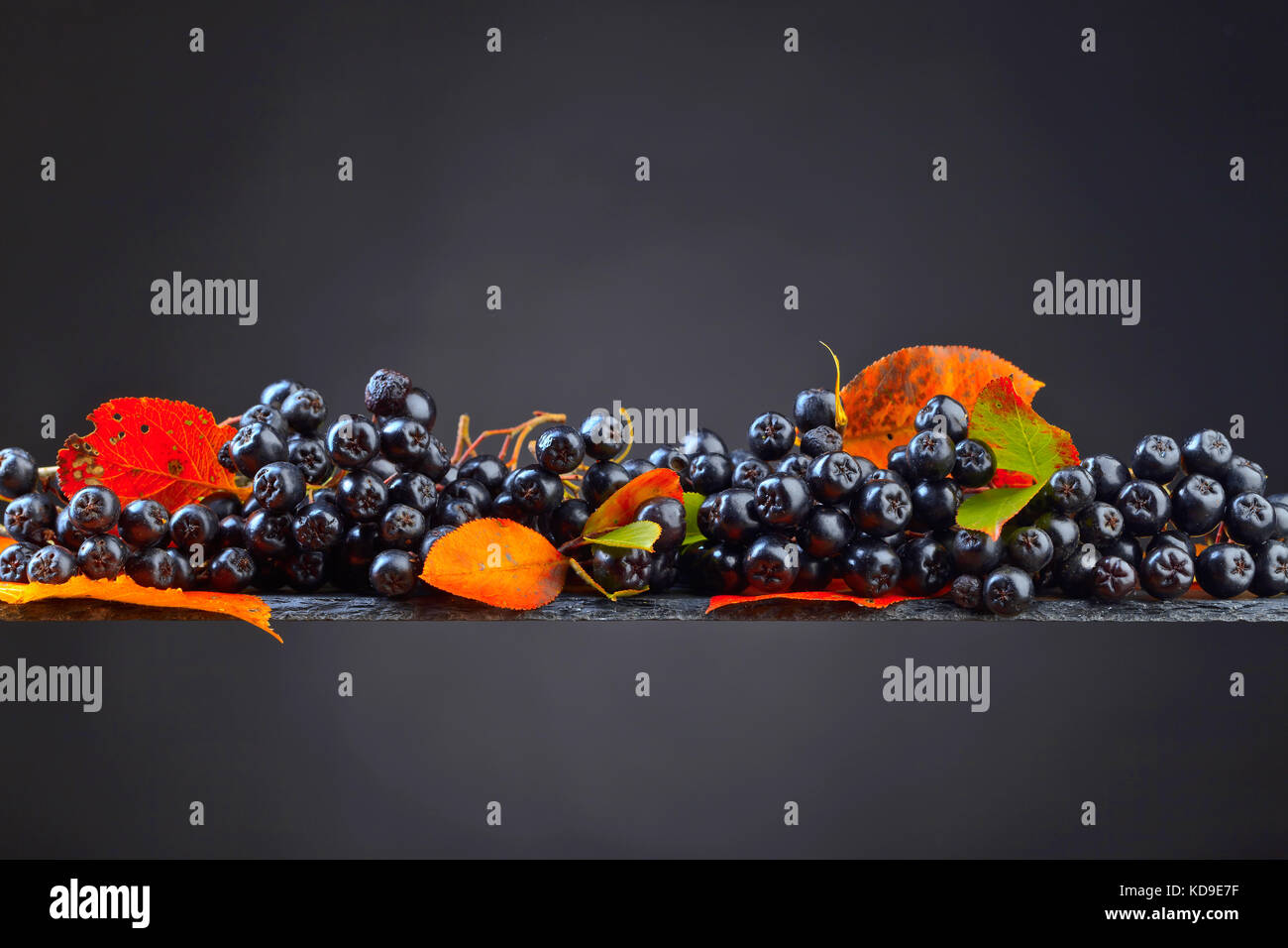 Black chokeberry (aronia melanocarpa) with autumn leaves on a dark ...