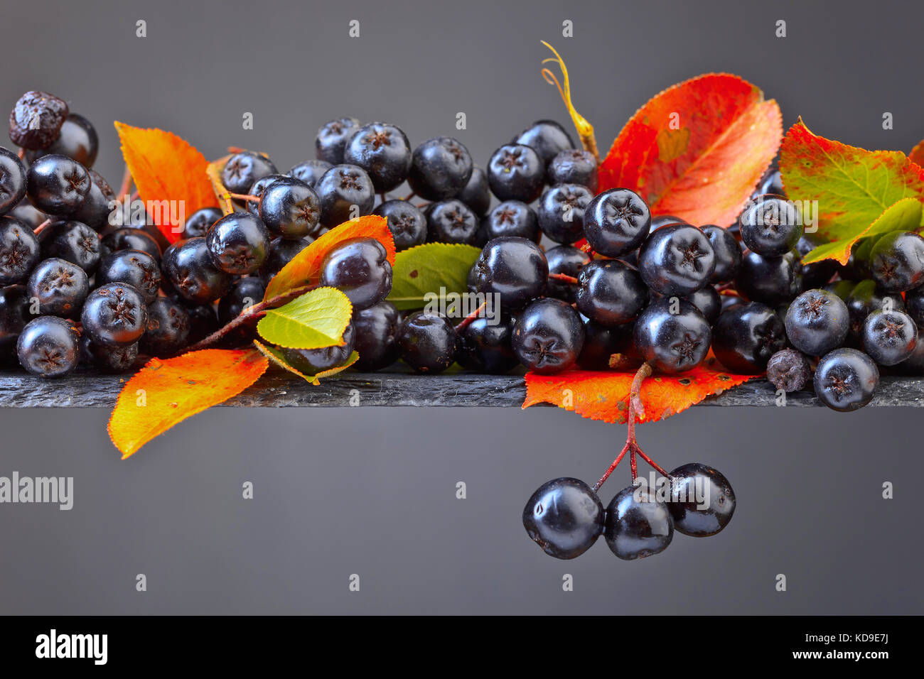 Black chokeberry (aronia melanocarpa) with autumn leaves on a dark ...