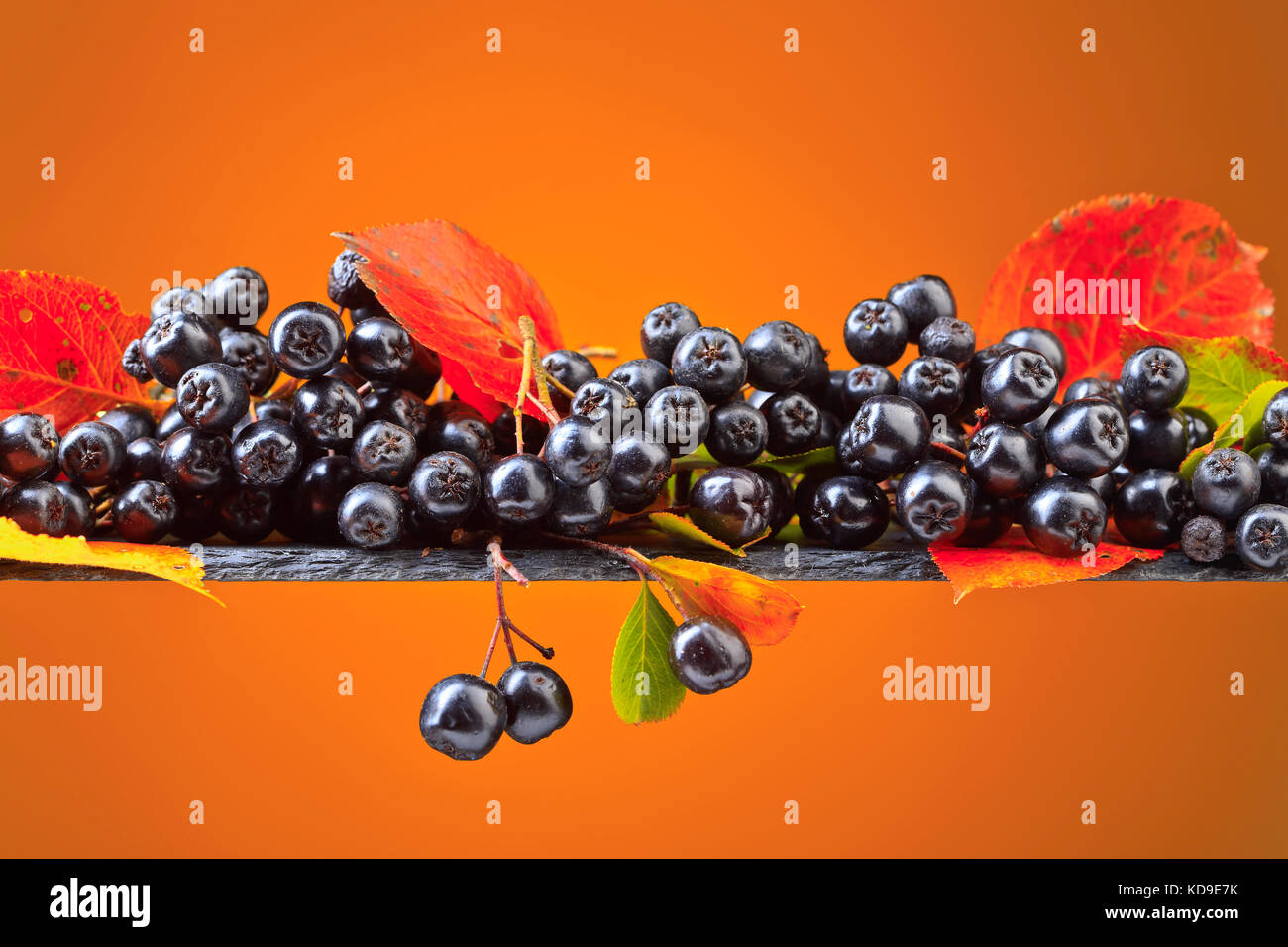 Black chokeberry (aronia melanocarpa) with autumn leaves Stock Photo ...