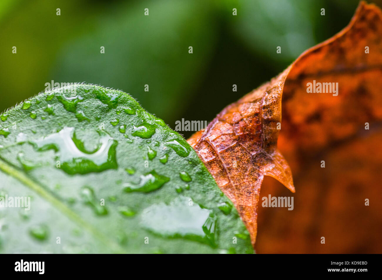 Humidity and color hi-res stock photography and images - Alamy
