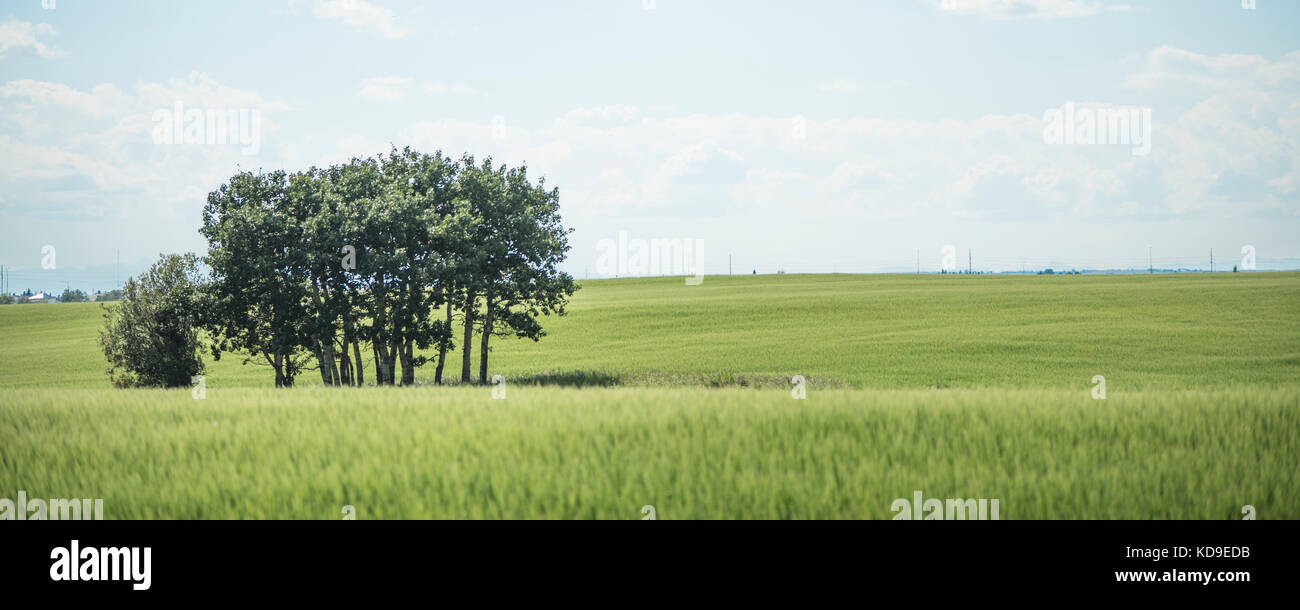 Panorama Landscape with Trees Stock Photo - Alamy
