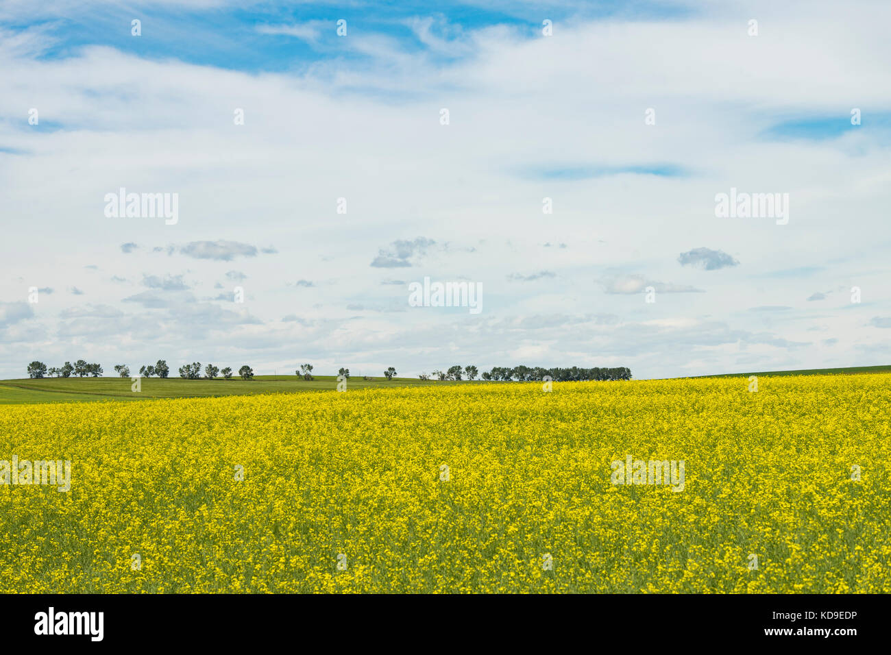Canola Fields on the Outskirts of Calgary ready for harvest Stock Photo ...