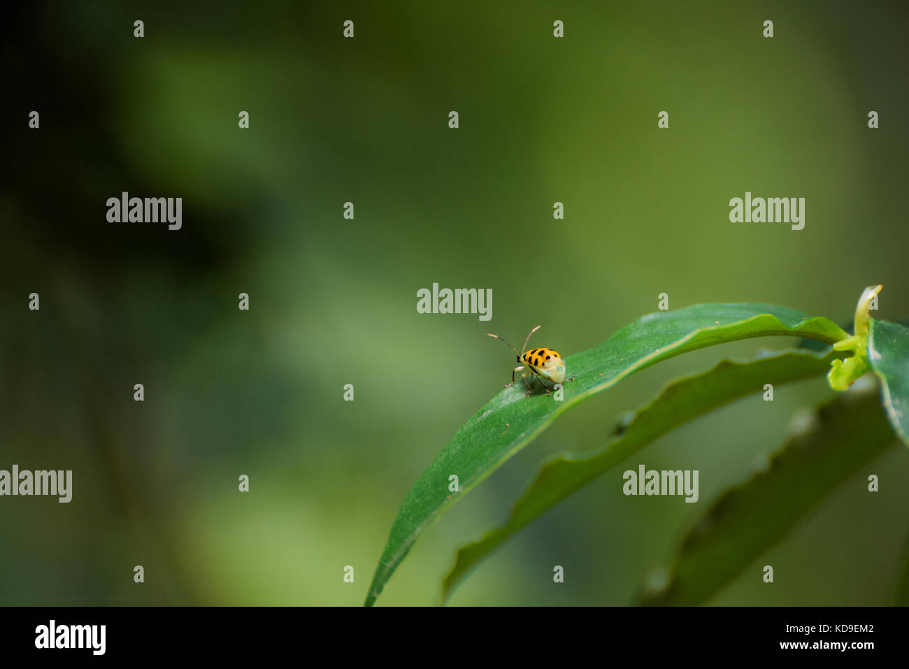 Ladybug on a leaf Stock Photo - Alamy