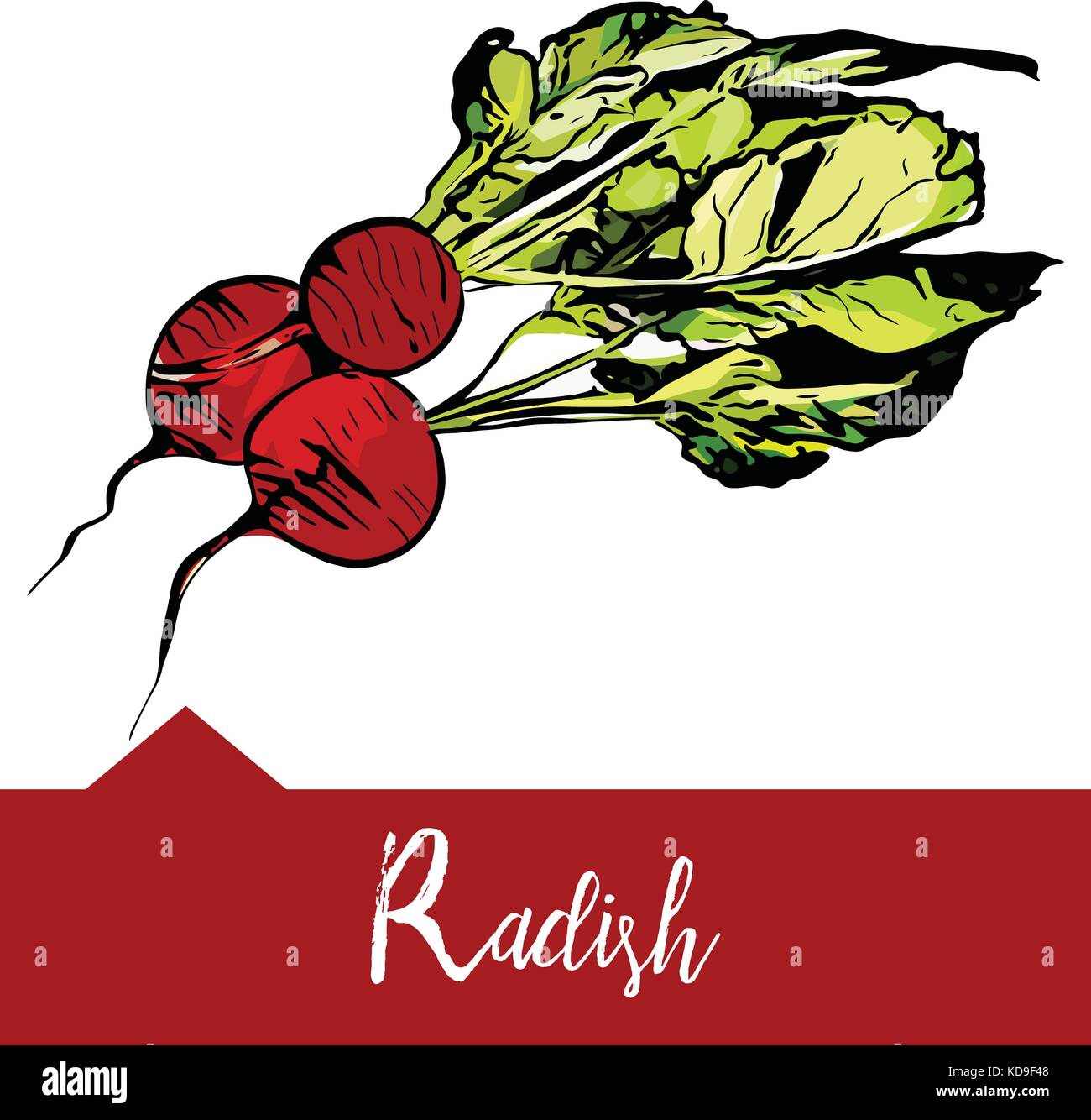 Vector illustration of a radish in hand-drawn Stock Vector Image & Art ...