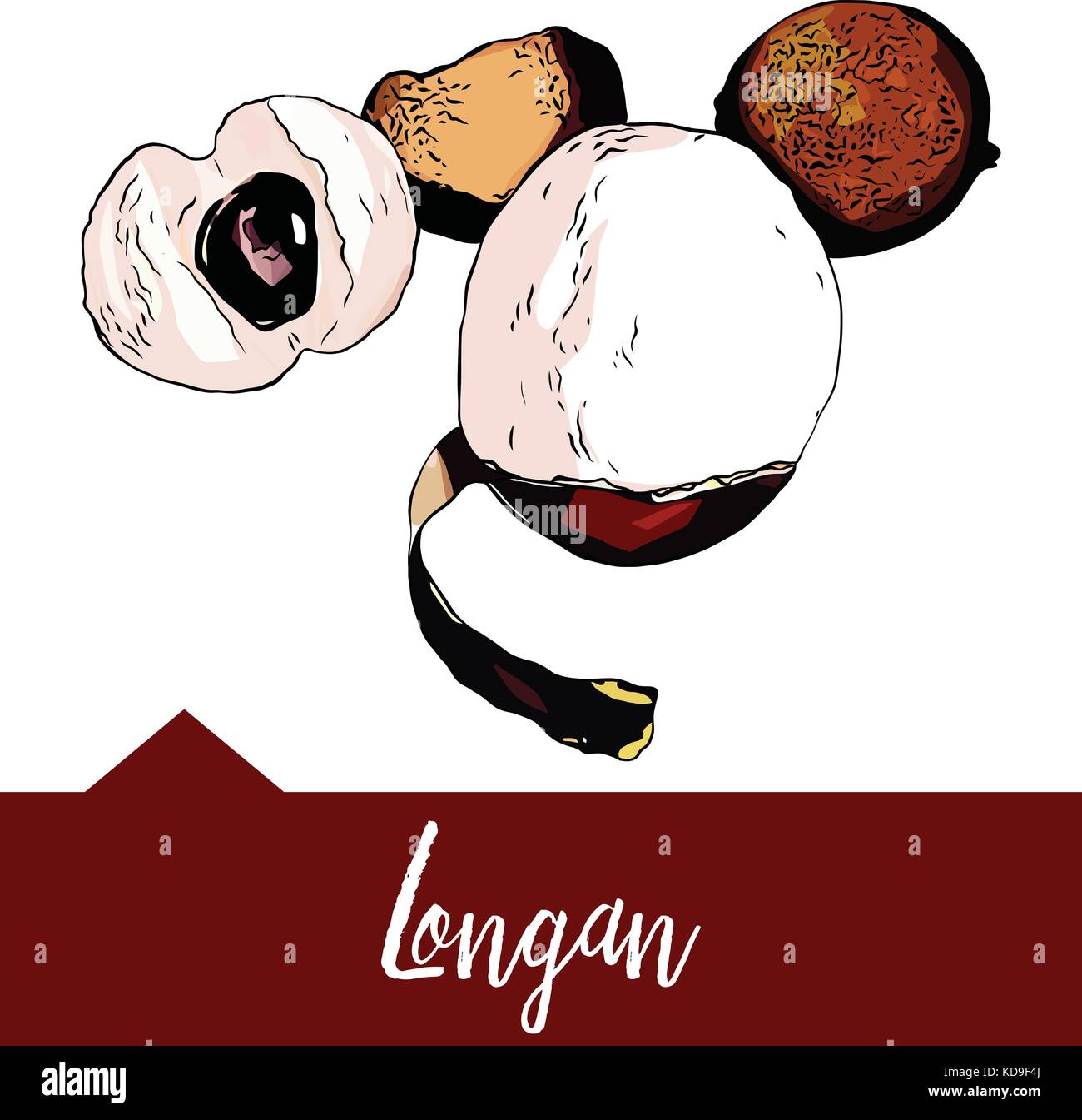 Vector illustration of a longan graphics Stock Vector Image & Art - Alamy