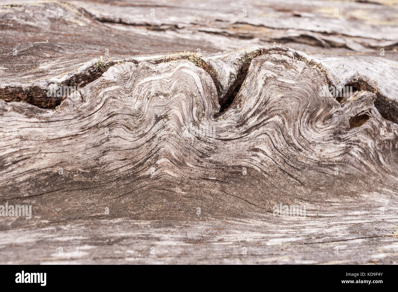 Wooden unusual texture. Close-up wavy pattern of fiber of old wood and ...