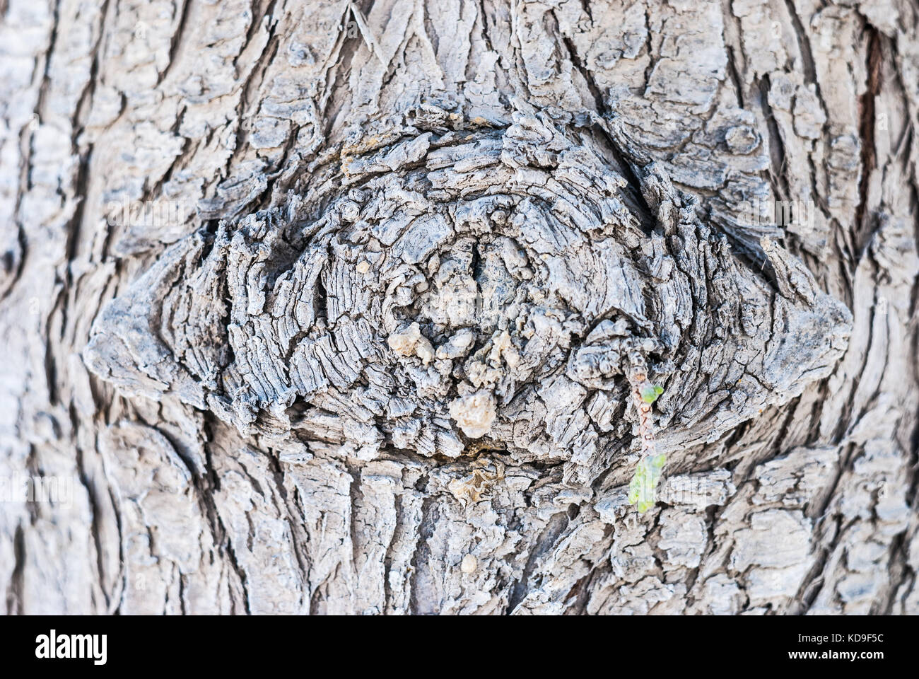 Old cut tree branch eye and small branch growing Stock Photo - Alamy
