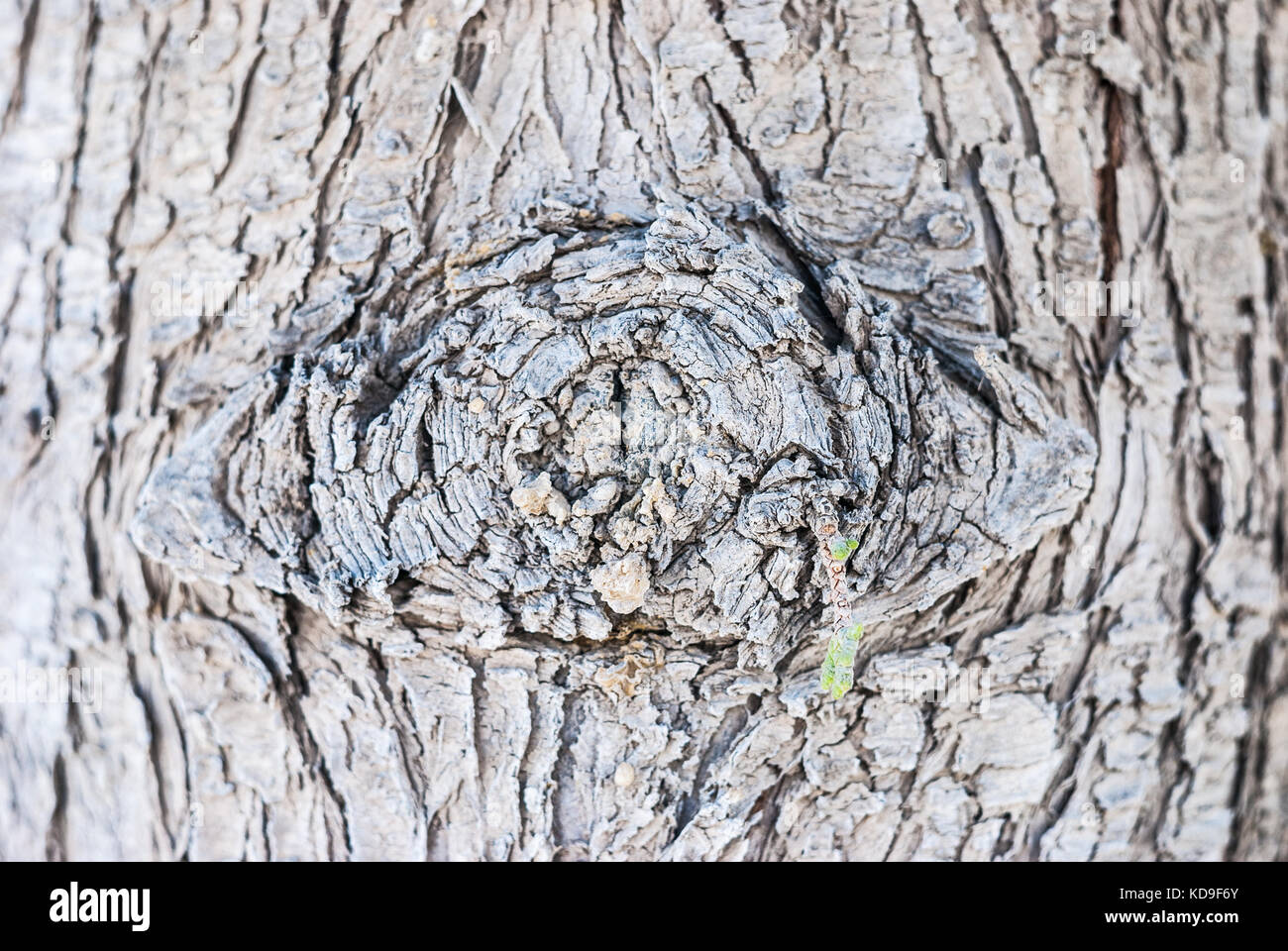 Old cut tree branch eye and small branch growing Stock Photo - Alamy