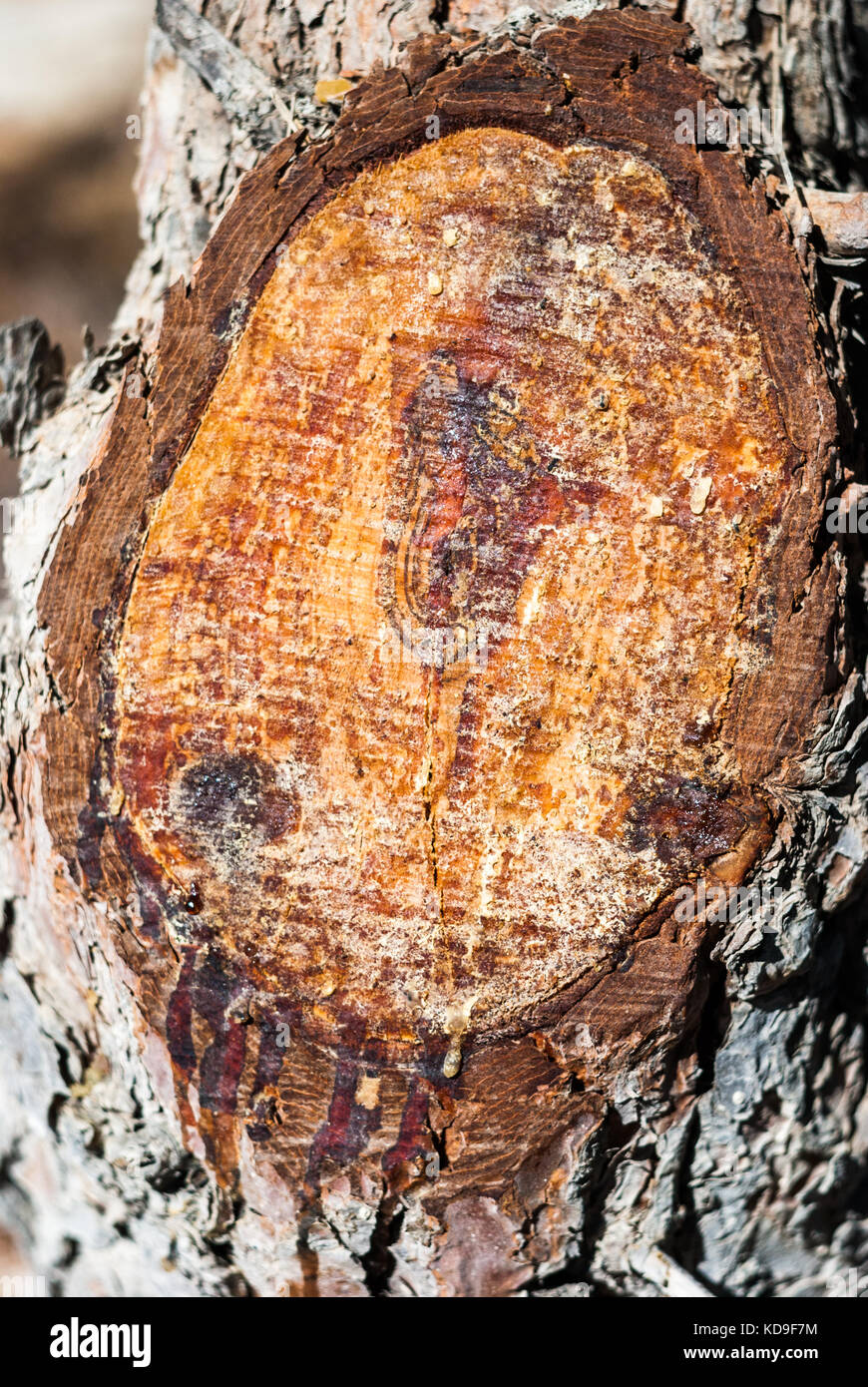 Sap oozing out of the tree hi-res stock photography and images - Alamy