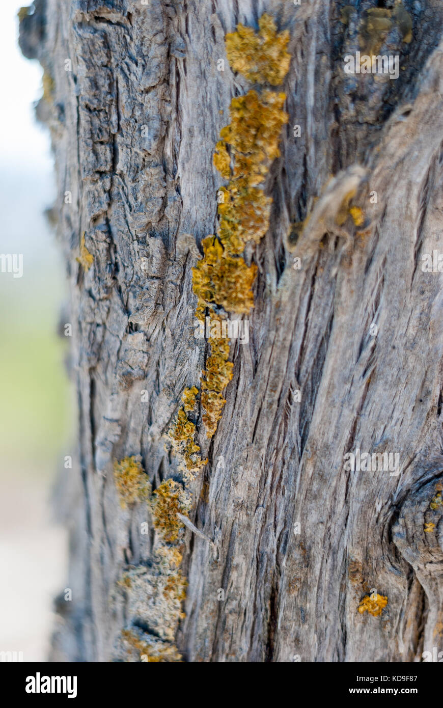 Yellow moss growing on tree trunk close-up Stock Photo - Alamy