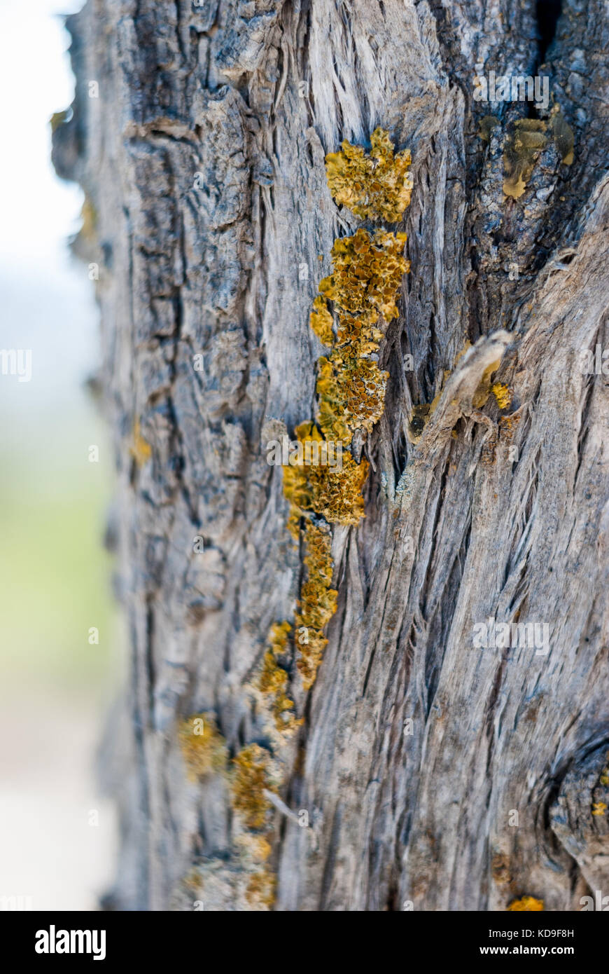 Yellow moss growing on tree trunk close-up Stock Photo - Alamy