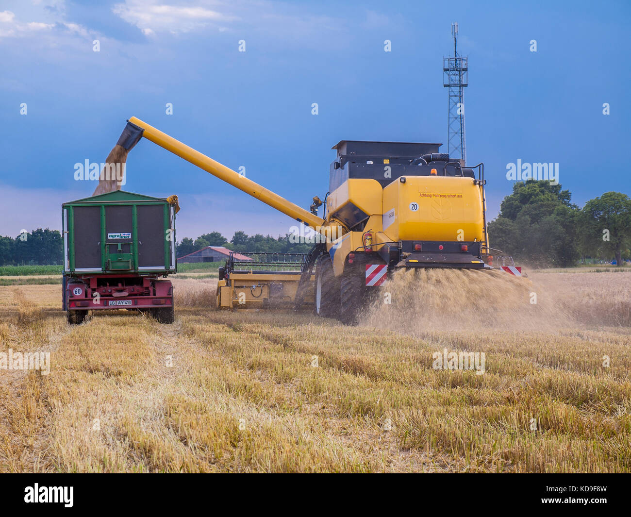 Combined harvester filling grain into a trailer on a corn field near ...
