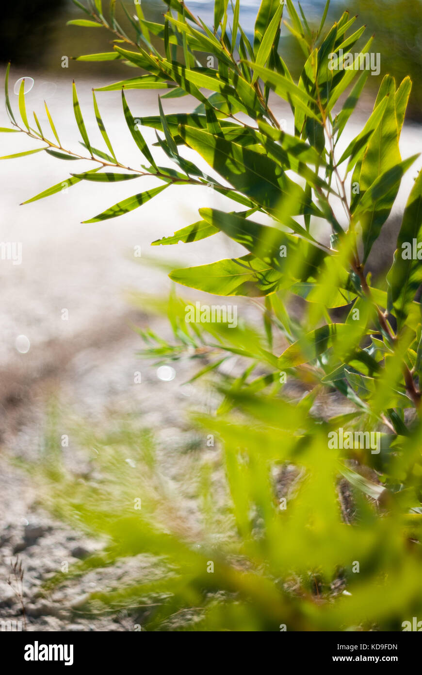Green bushes with blue background on forest nature trail Stock Photo ...