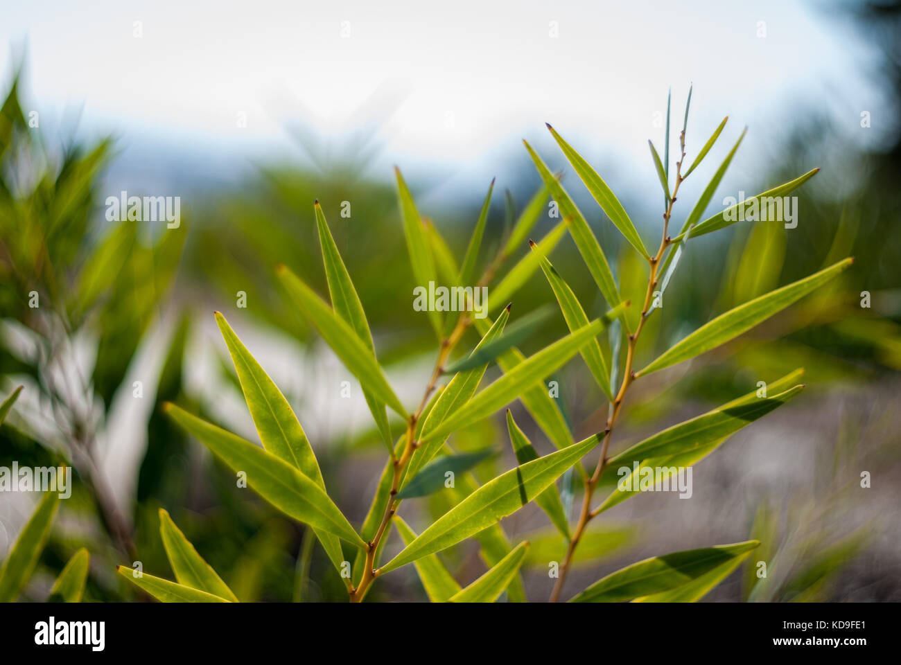 Green bushes with blue background on forest nature trail Stock Photo ...