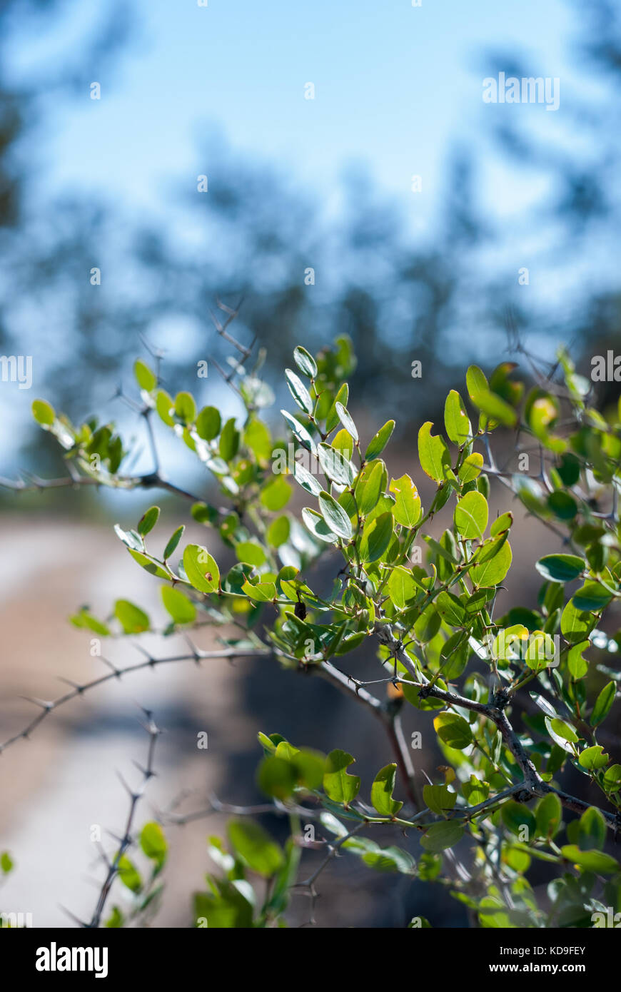 Green bushes with blue background on forest nature trail Stock Photo ...