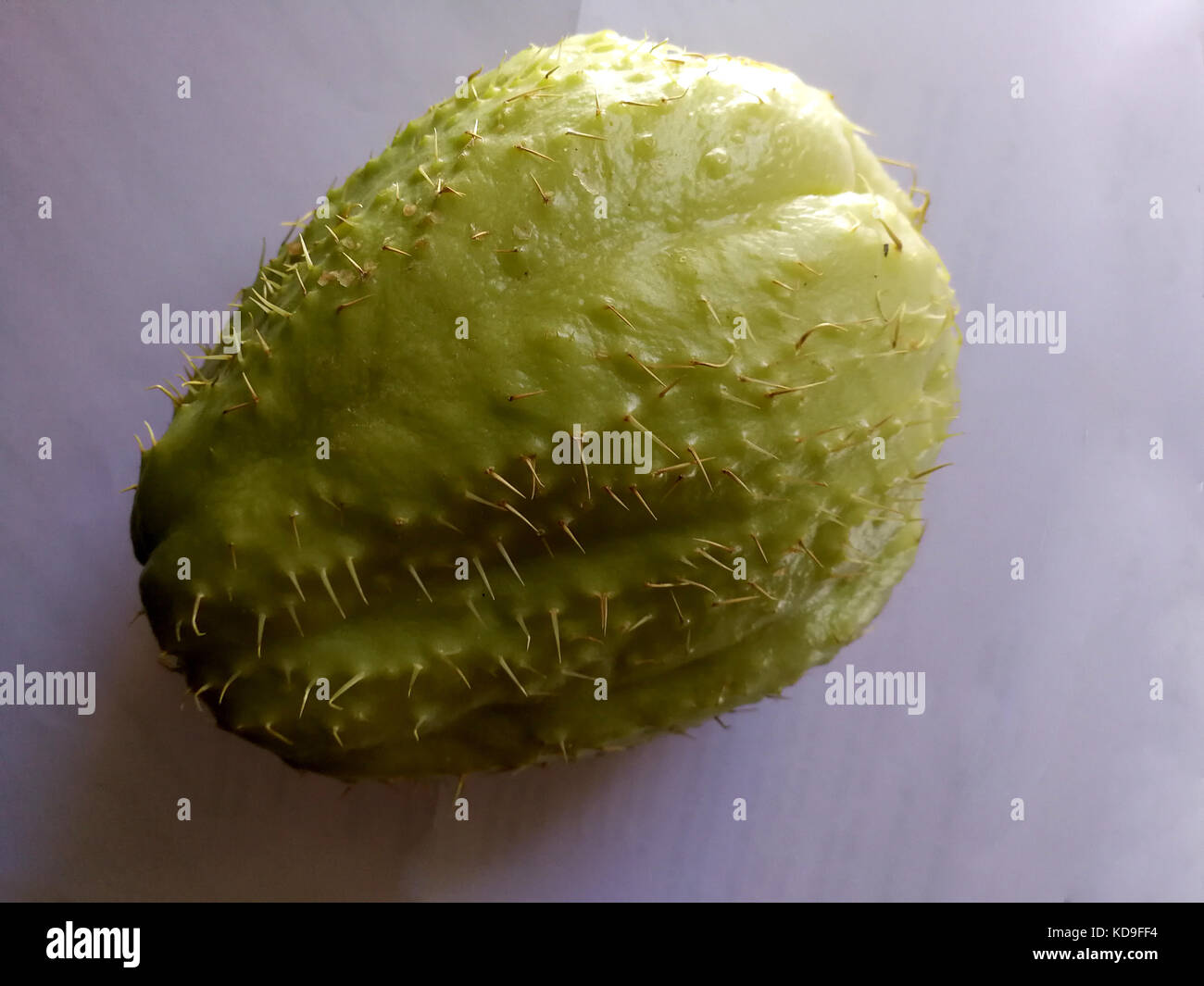 Spiny Chayote