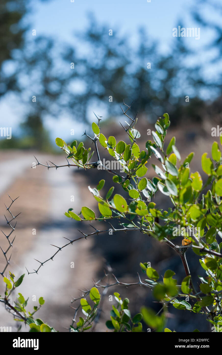 Green bushes with blue background on forest nature trail Stock Photo ...