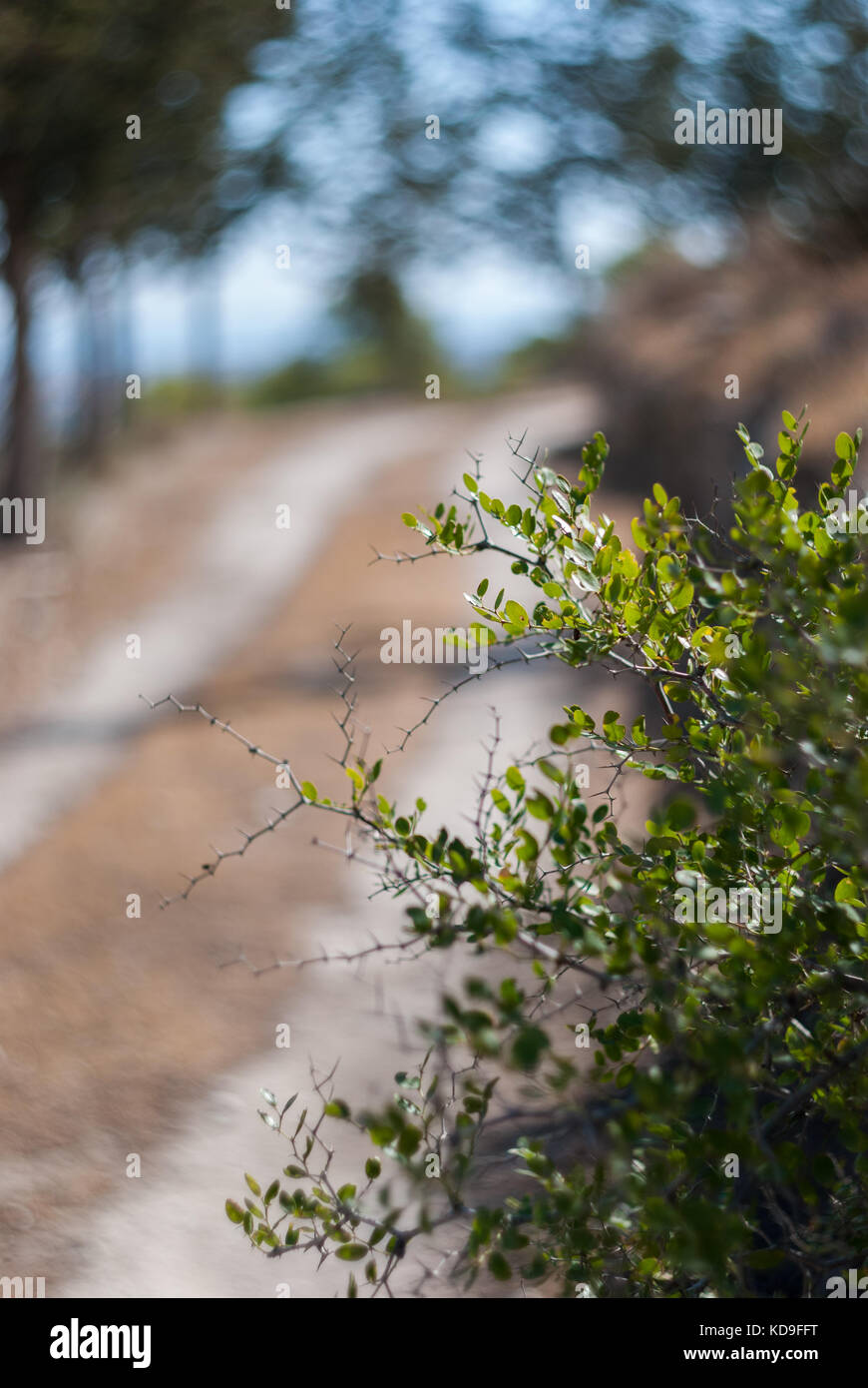 Green bushes with blue background on forest nature trail Stock Photo ...