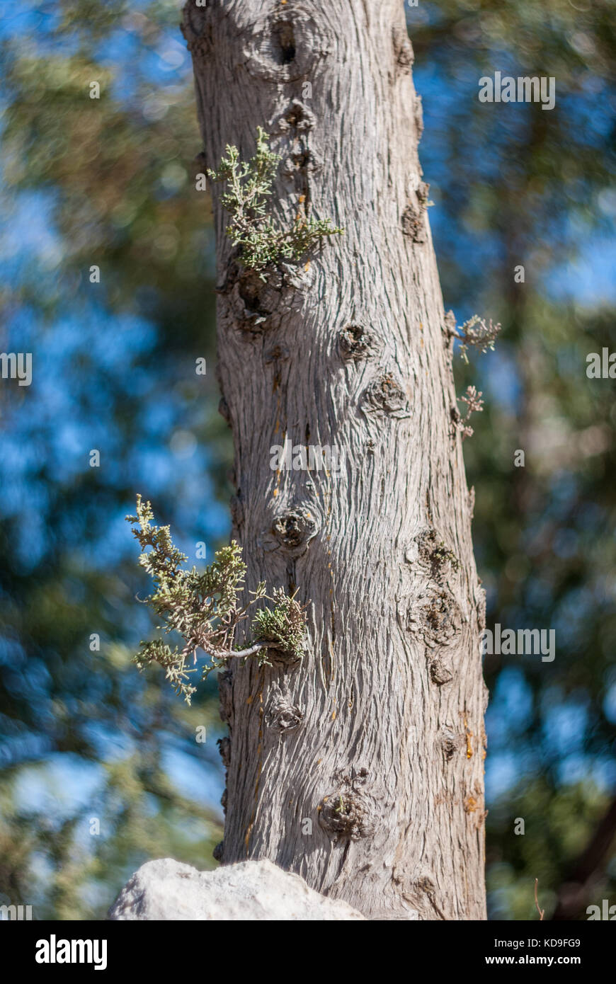 Tree and stone with blue background on forest nature trail Stock Photo ...