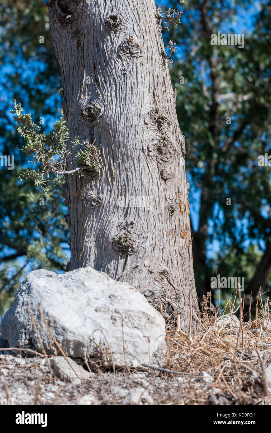 Tree and stone with blue background on forest nature trail Stock Photo ...