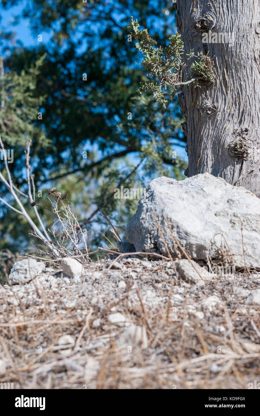 Tree and stone with blue background on forest nature trail Stock Photo ...