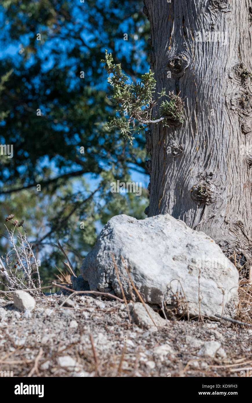 Tree and stone with blue background on forest nature trail Stock Photo ...