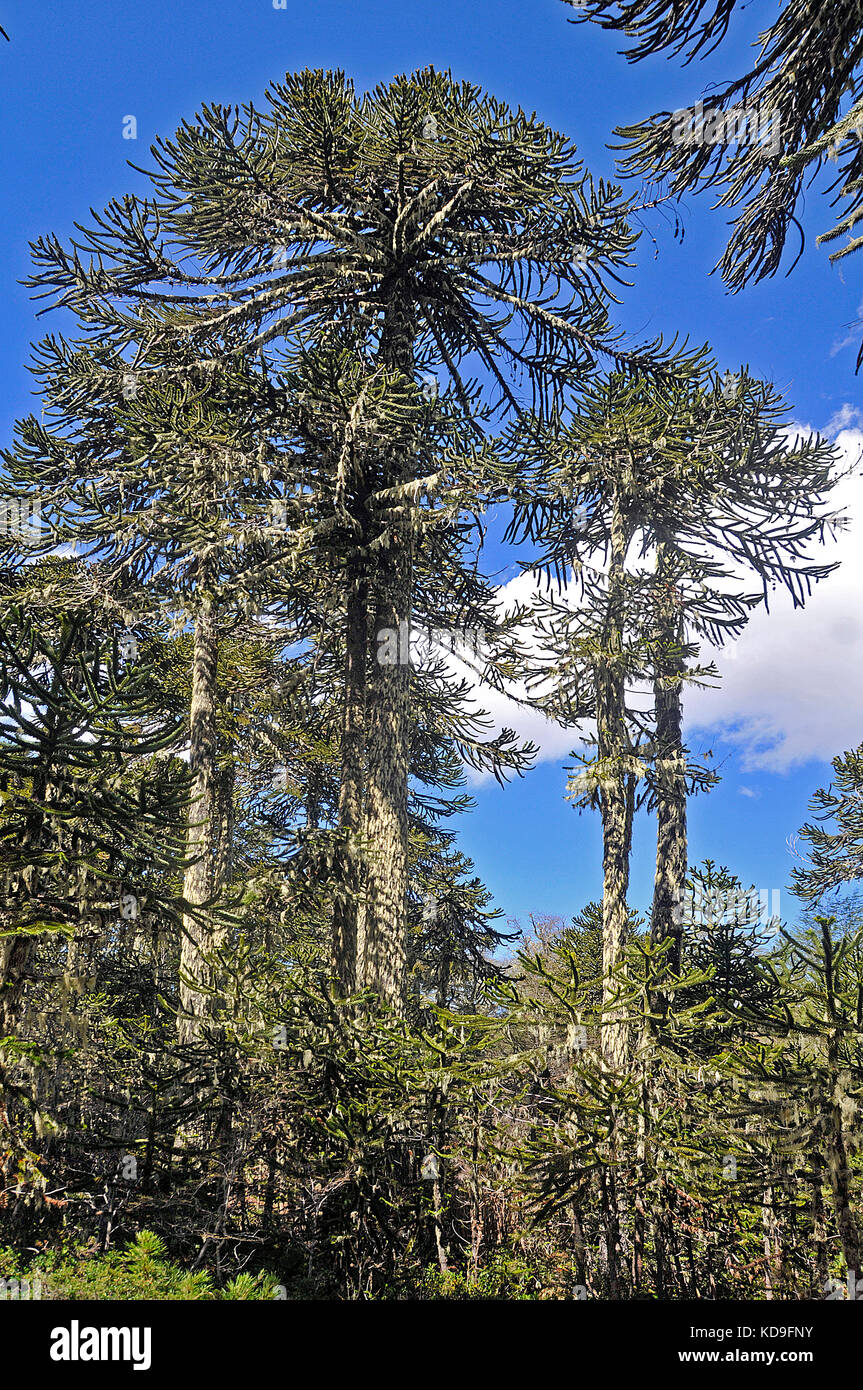 Araucaria trees hi-res stock photography and images - Alamy