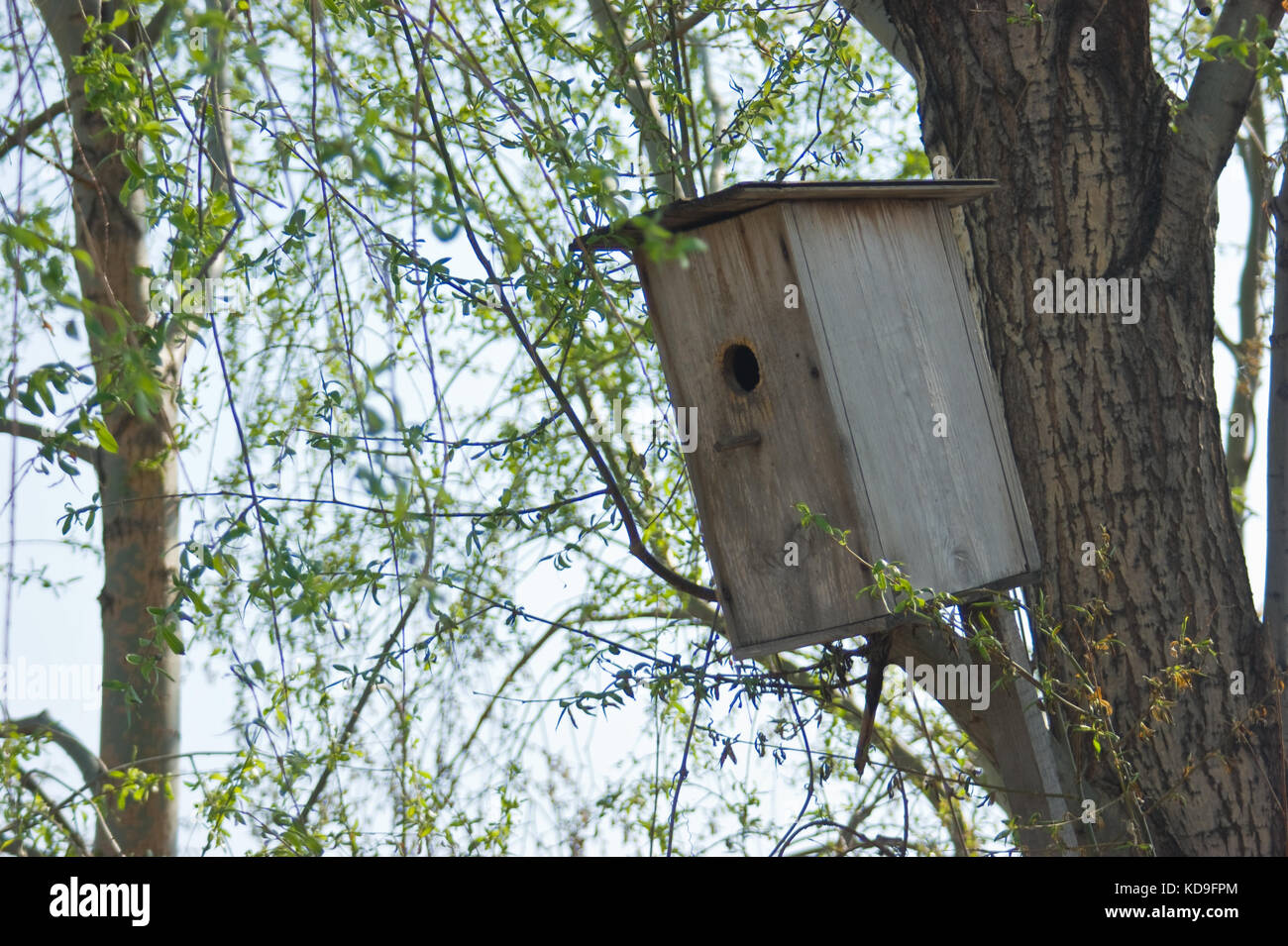 Bird House on a Pine Tree Stock Photo - Alamy