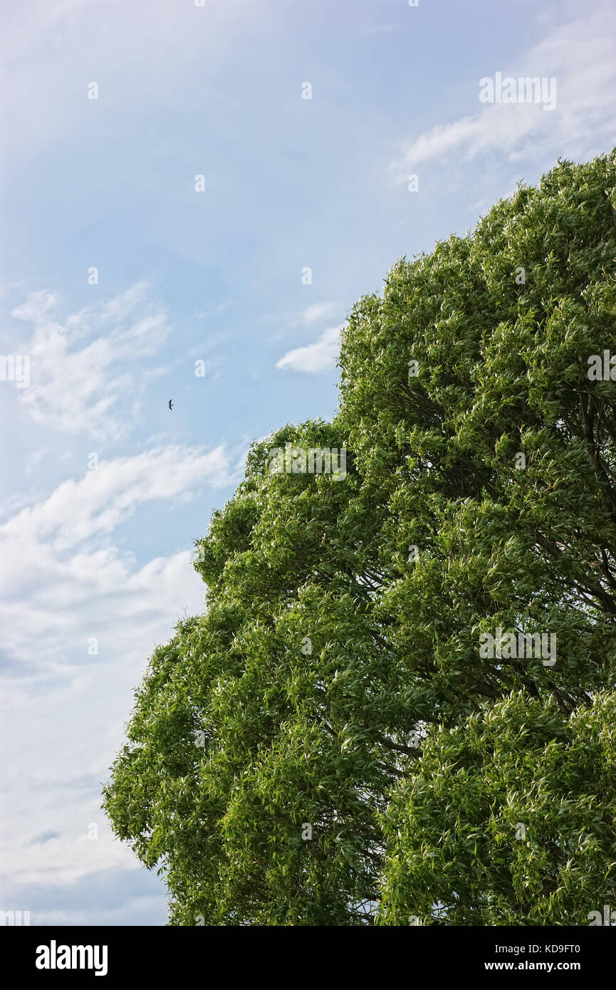 coma on a background of sky with clouds Stock Photo - Alamy