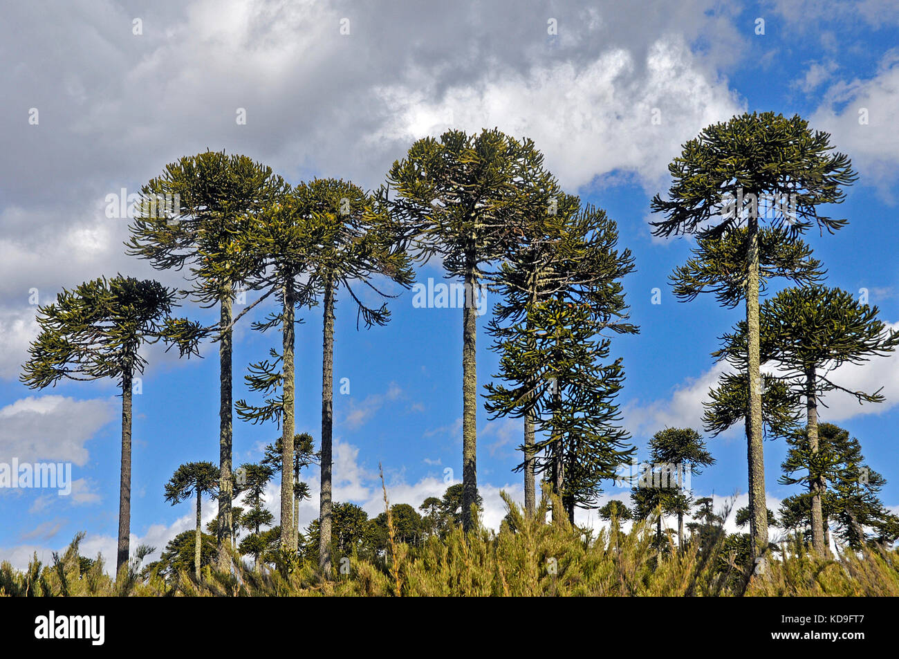 Araucaria tree hi-res stock photography and images - Alamy