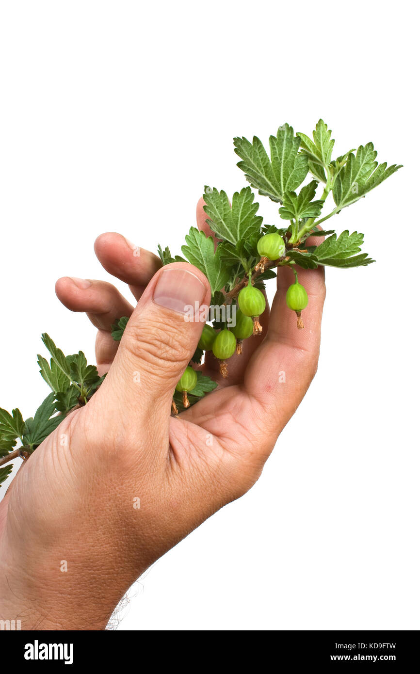 hand holds a branch of gooseberries isolated on white background Stock ...
