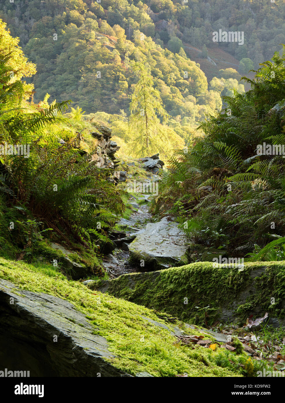 Old Quarry on the slopes of Castle Crag in Borrowdale Cumbria Stock ...