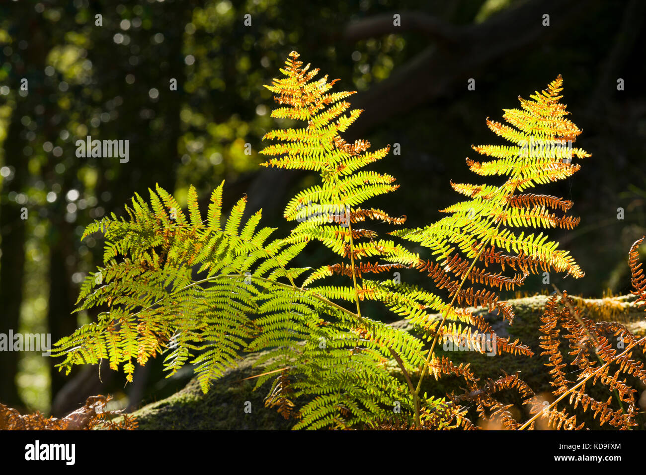 Bracken castle landscape hi-res stock photography and images - Alamy