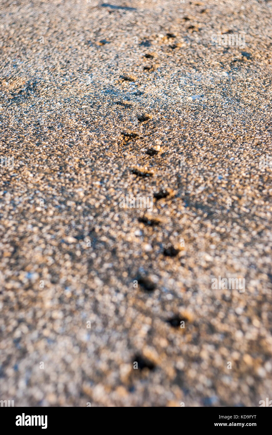 Animal footprints in the sand near salt lake Stock Photo - Alamy