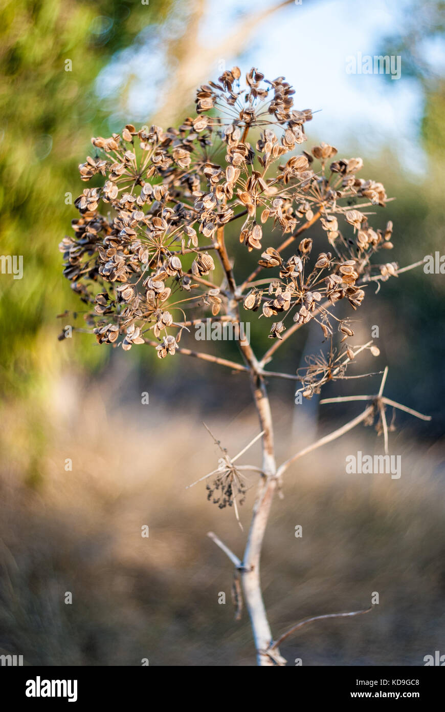 Dry wild plants growing on park nature trail Stock Photo - Alamy