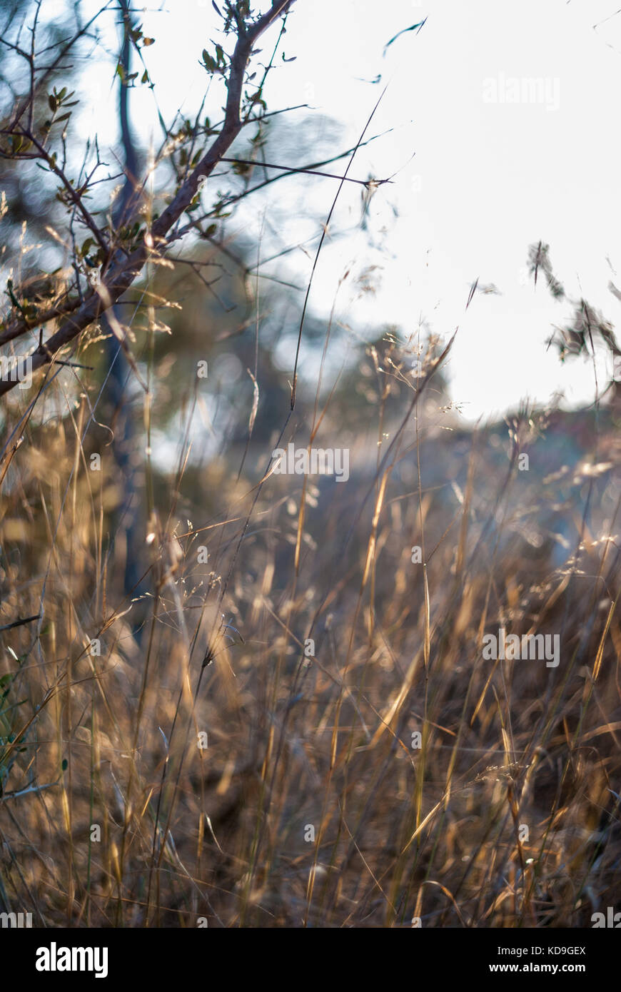 Wild dry grass with blurry background Stock Photo - Alamy